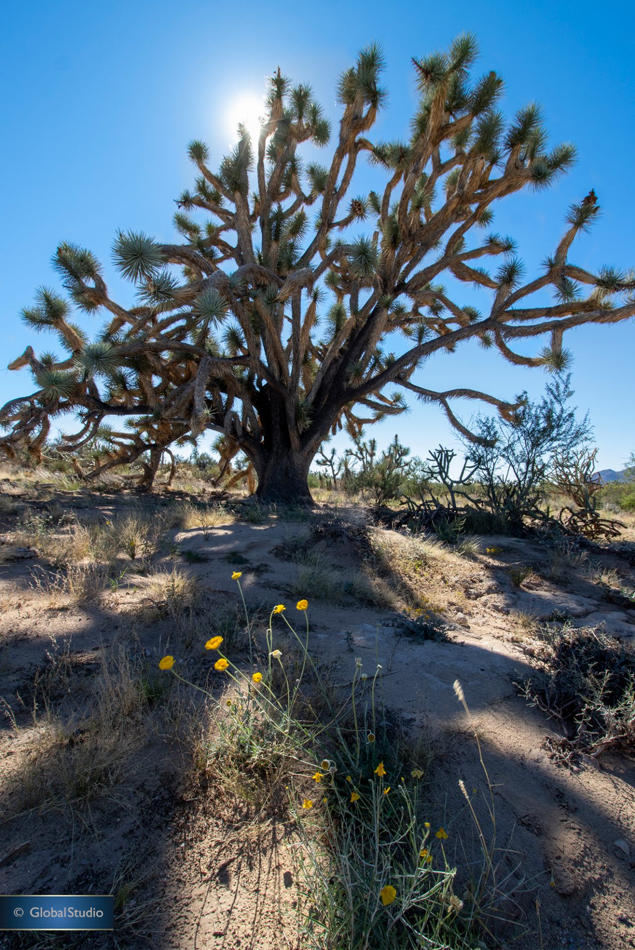 Arizona Desert Star | Global Studio Gallery